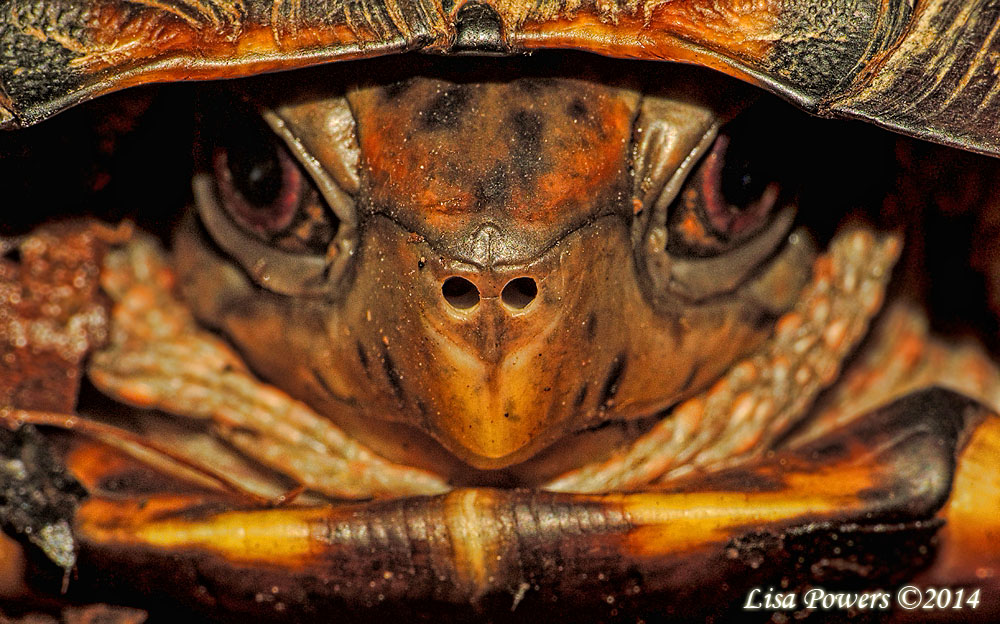 Eastern Box Turtle | Project Noah