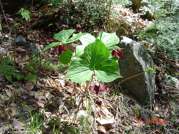 Stinking Benjamin | Project Noah