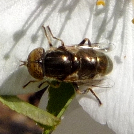 Tábano macho | Project Noah