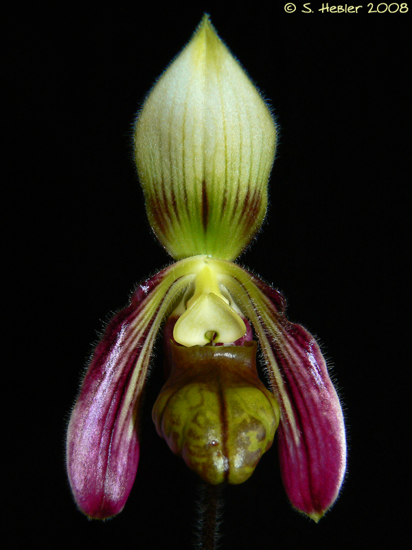 Paphiopedilum sangii | Slippertalk Orchid Forum