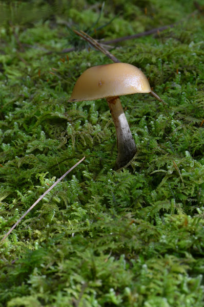 Autumn Skullcap | Project Noah