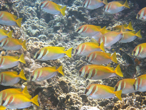 Double-barred rabbitfish | Project Noah