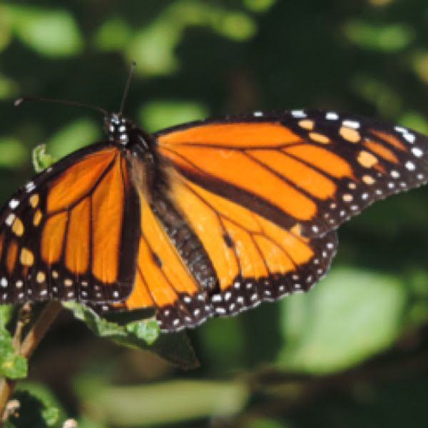 Monarch | Project Noah