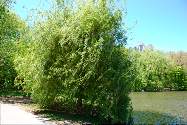 Weeping Willow | Project Noah