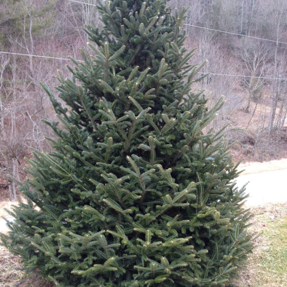 Frazier Fir (Christmas Tree) | Project Noah