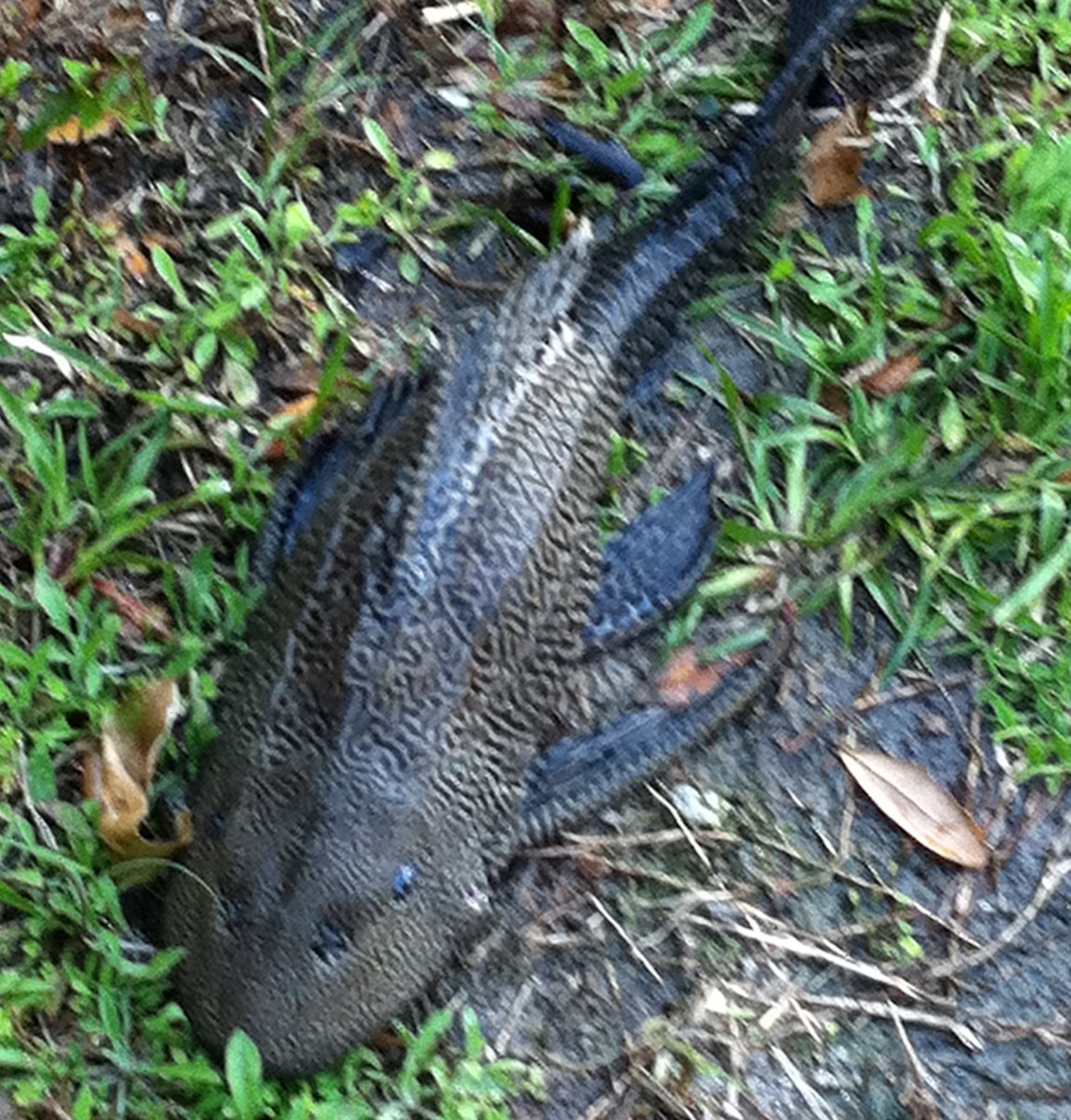 Suckermouth Catfish | Project Noah