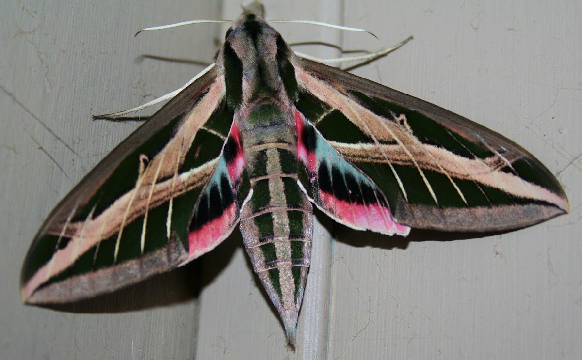 Banded Sphinx Moth | Project Noah