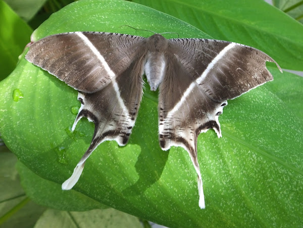 Tropical Swallowtail Moth | Project Noah