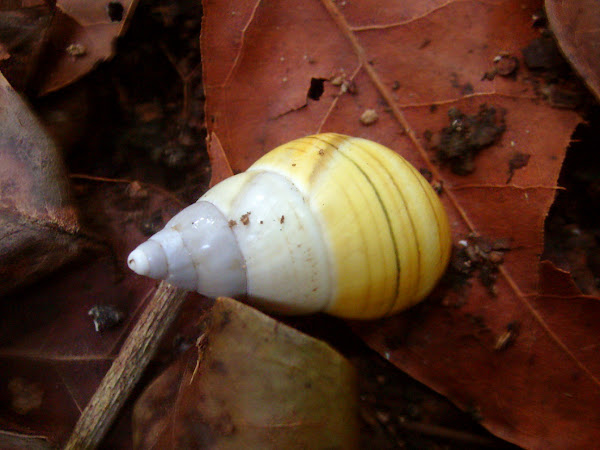 Florida Tree Snail | Project Noah