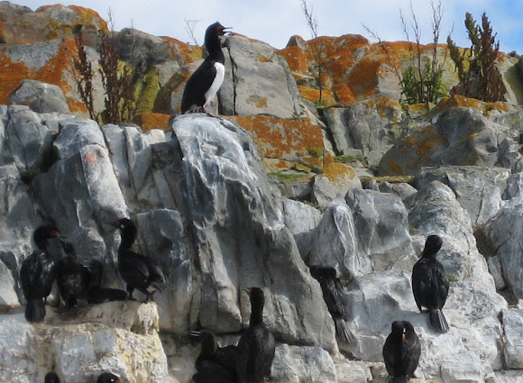 Rock Shag | Project Noah