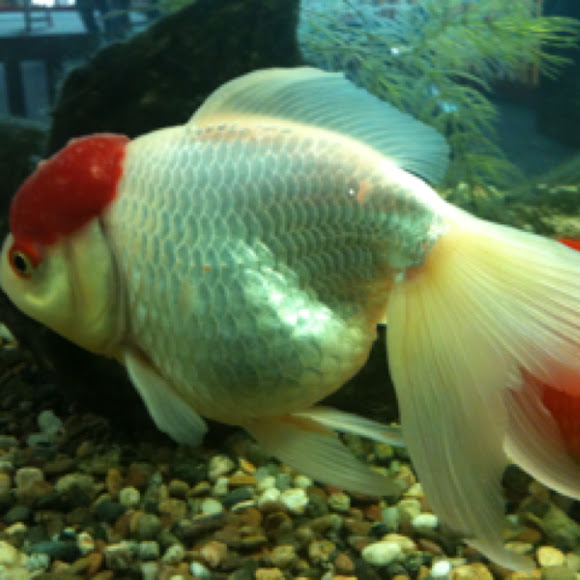 Red Cap Oranda Goldfish | Project Noah