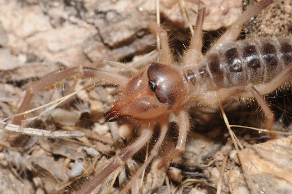 Windscorpion | Project Noah