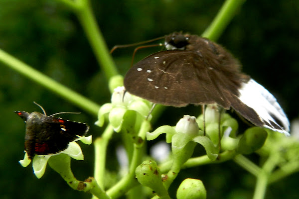 Thyridid moth | Project Noah
