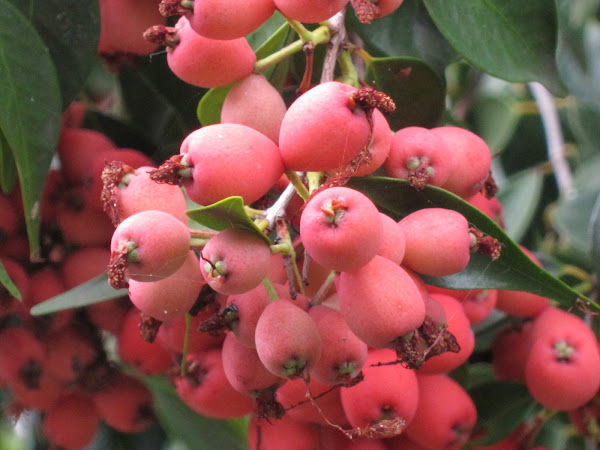 Lilli Pilli | Project Noah