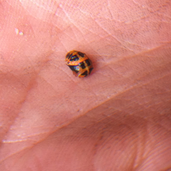 Multicolored Asian Lady Beetle Pupa | Project Noah