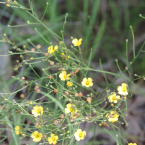 Rock Flax | Project Noah