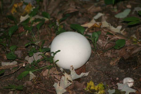 Giant Puffball | Project Noah