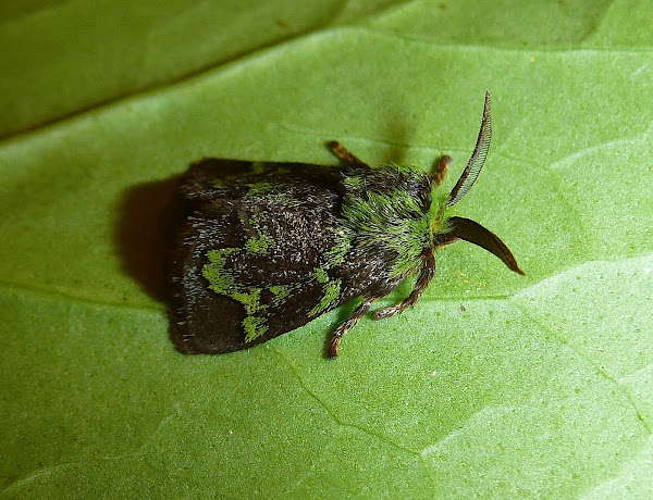 Slug Moth or Cup Moth | Project Noah