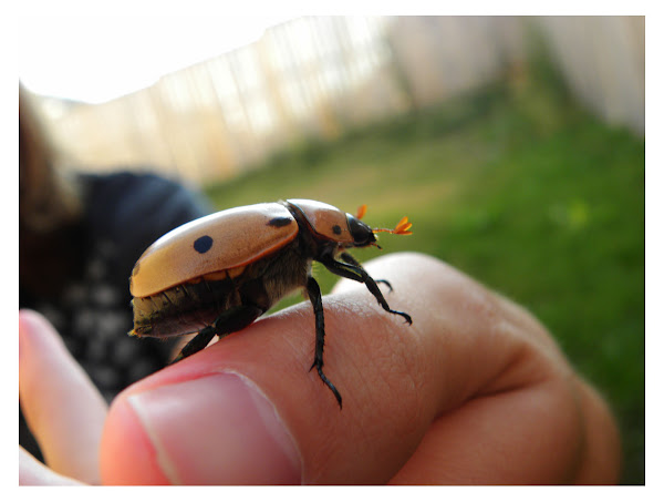 Grapevine Beatle | Project Noah