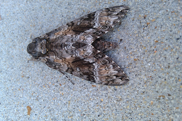 Carolina Pink Spotted Sphinx moth | Project Noah