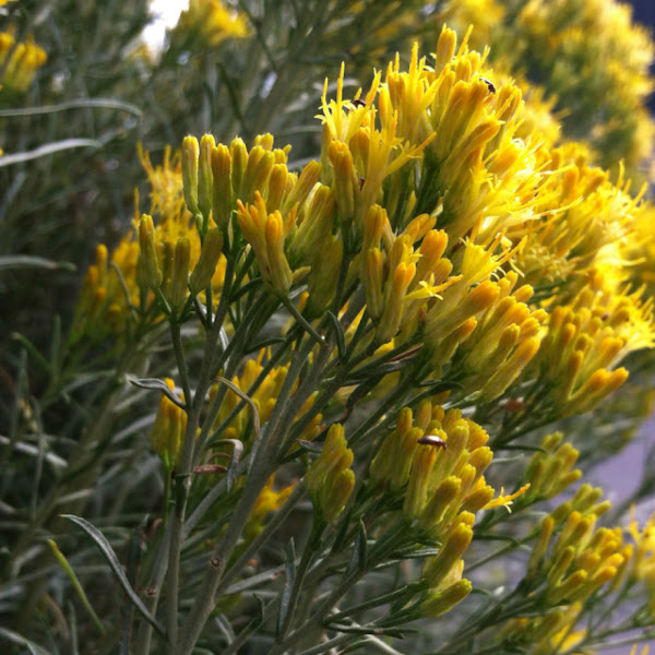 Rubber rabbitbrush | Project Noah