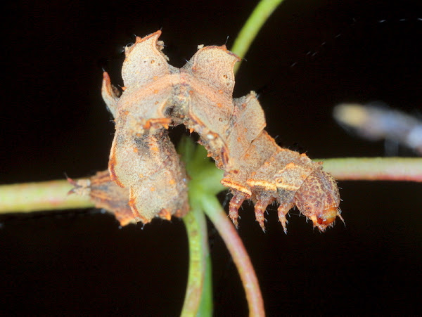Geometridae larva | Project Noah