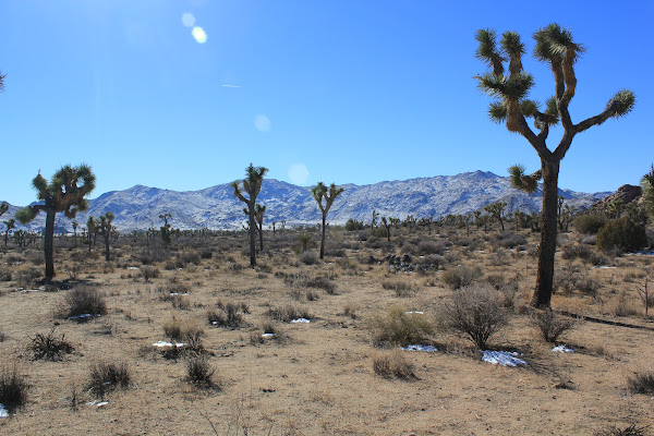 Joshua tree | Project Noah