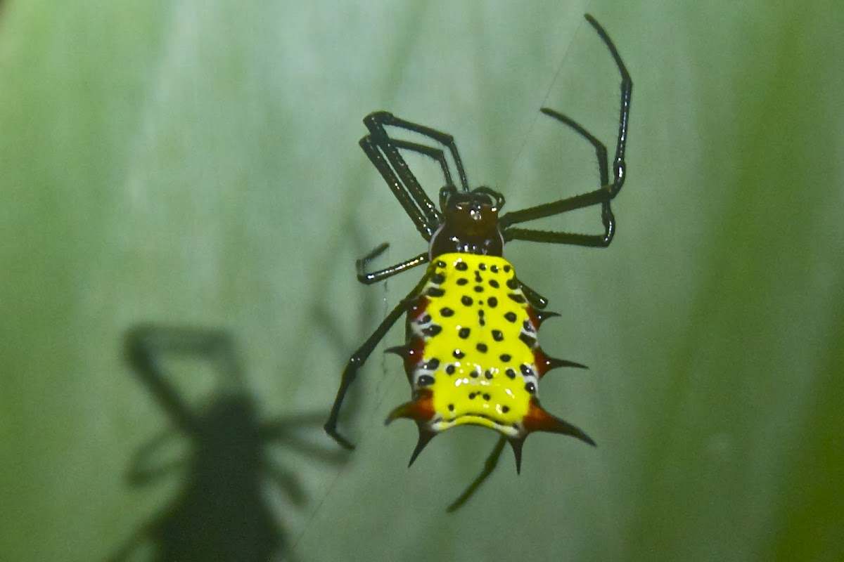 Micrathena gracilis | Project Noah
