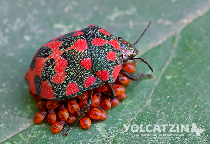 Spotted red bug | Project Noah