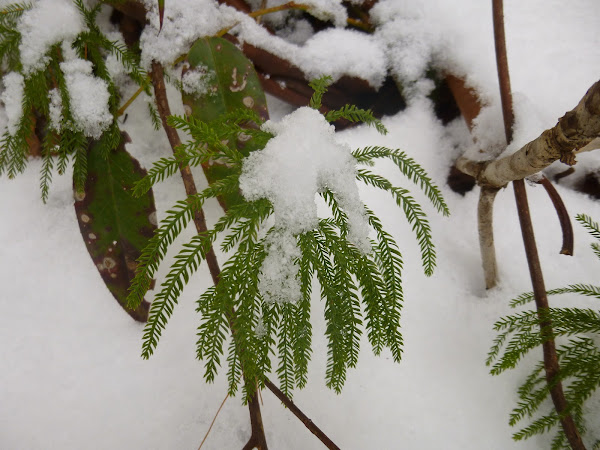 Princess Pine | Project Noah