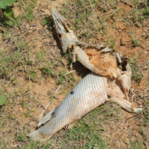 Gar Bones | Project Noah