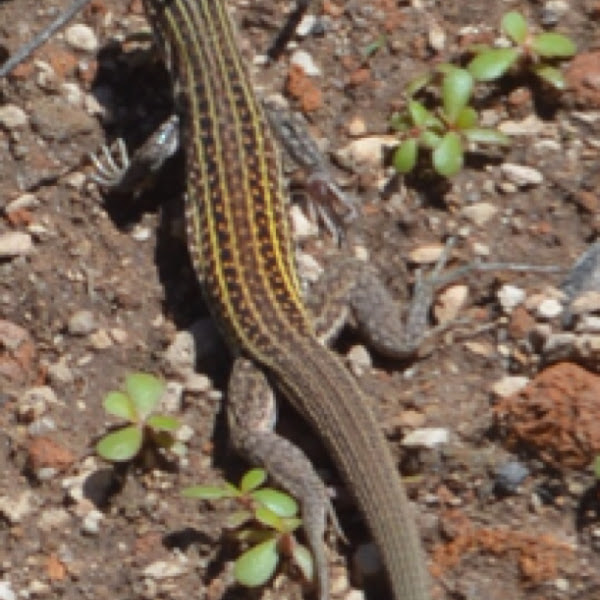 Desert Grassland Whiptail Lizard | Project Noah