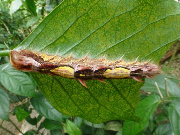 Common Blue Morpho (Caterpillar) | Project Noah
