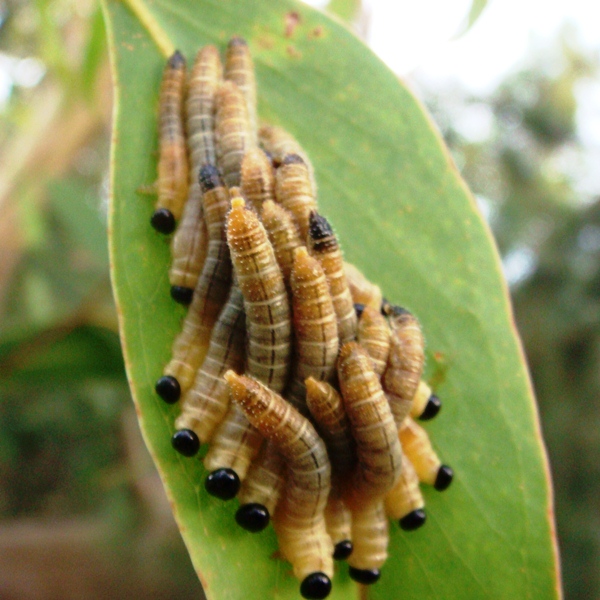Sawfly Larvae | Project Noah