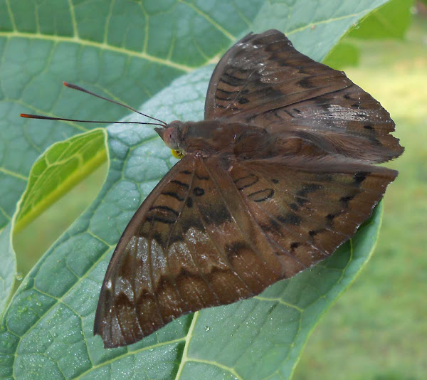 Common Baron | Project Noah