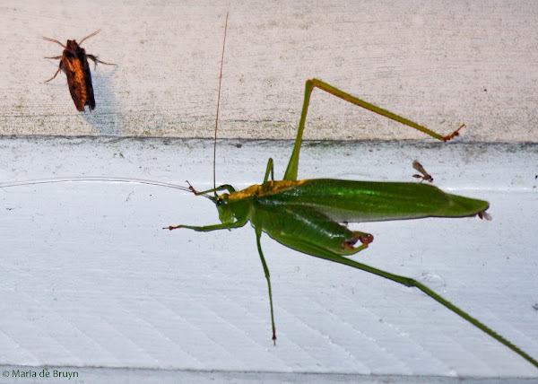 Fork-tailed katydid, male | Project Noah