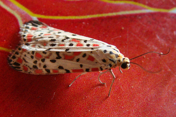 Crimson-speckled Flunkey | Project Noah