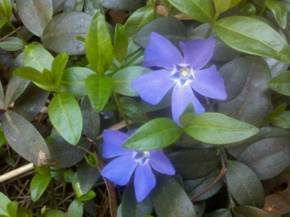 Big Leaf Periwinkle | Project Noah