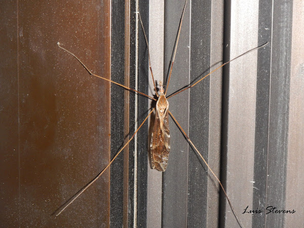 Hangingfly | Project Noah