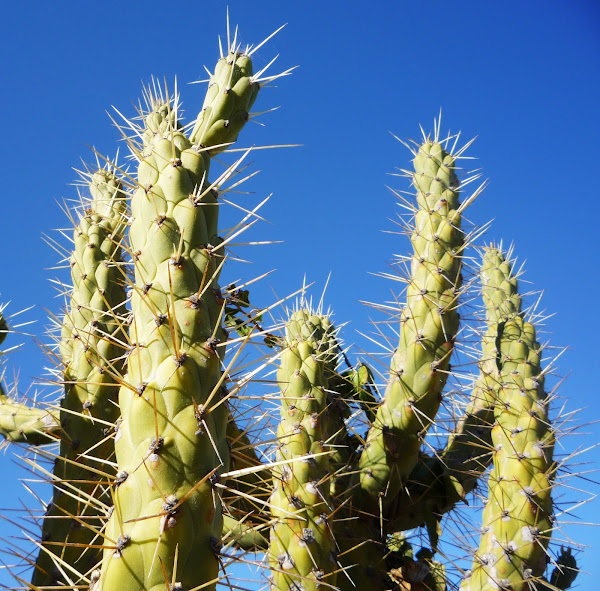 Cactus | Project Noah