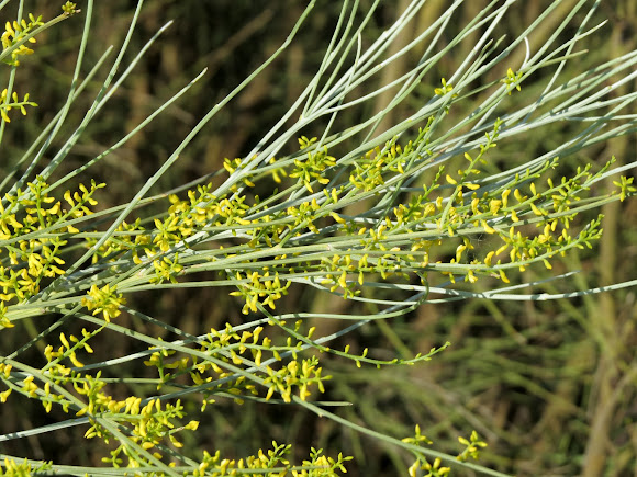 Retama amarilla | Project Noah