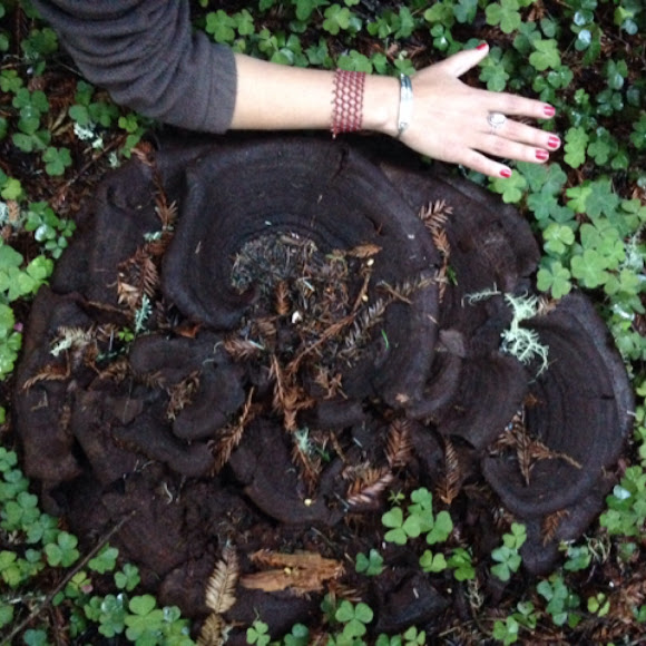 Dyers polypore | Project Noah