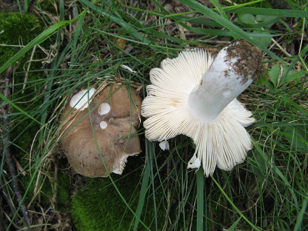 unknown brown Russula | Project Noah