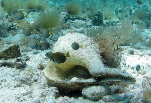 Doctorfish (juvenile) | Project Noah