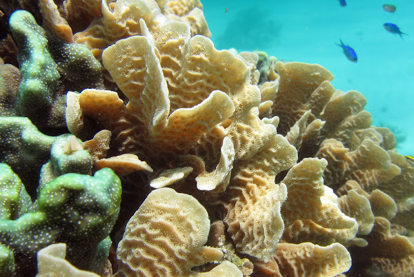 Thin Leaf Lettuce Coral | Project Noah