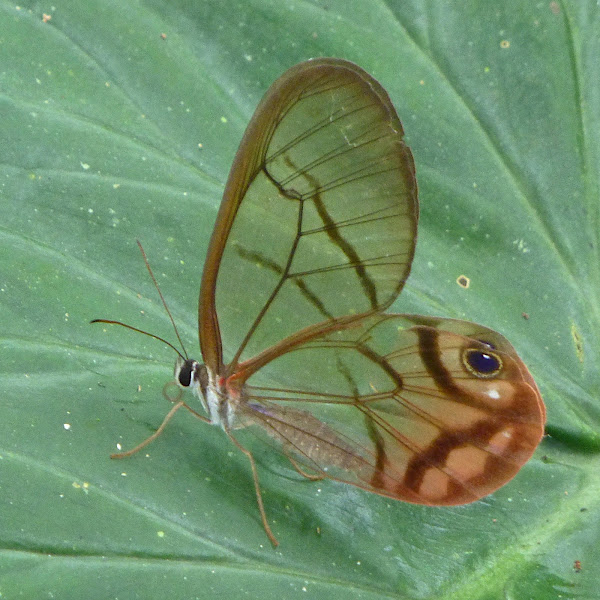 Pink tipped Satyr | Project Noah