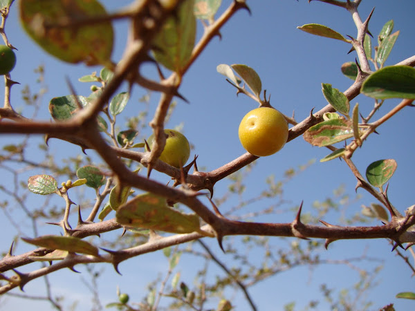 Jujube / இலந்தை பழம் (Elantha palam) | Project Noah