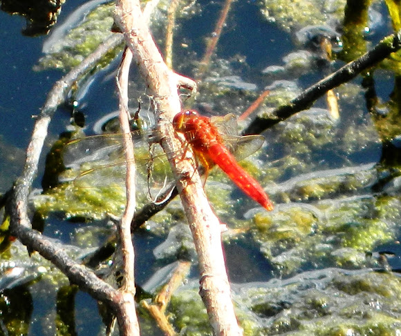 Scarlet Skimmer Dragonfly | Project Noah