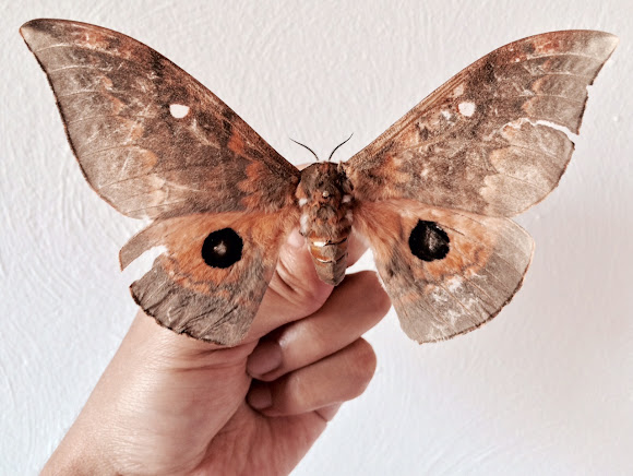 Cat's-paw Emperor Moth | Project Noah