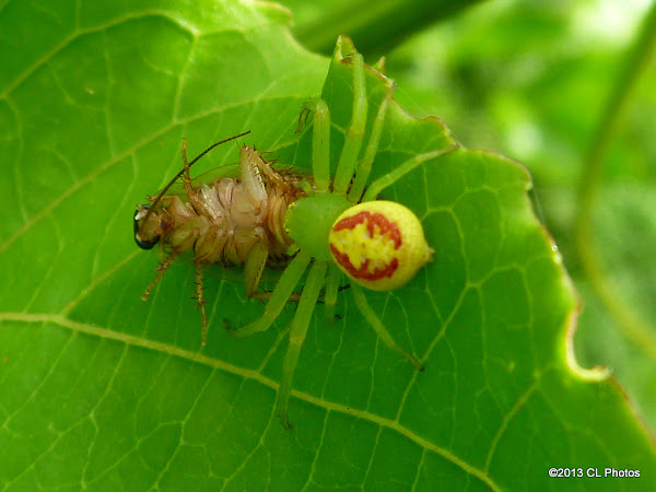 Pink Flower Spider | Project Noah